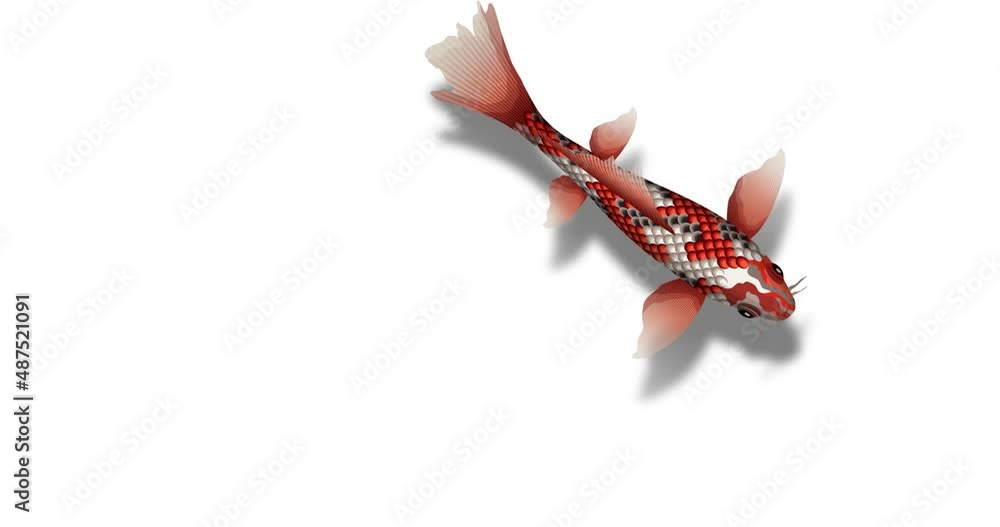 Animation 4K loop video of koi fish swimmingwith alpha channel, screen ...