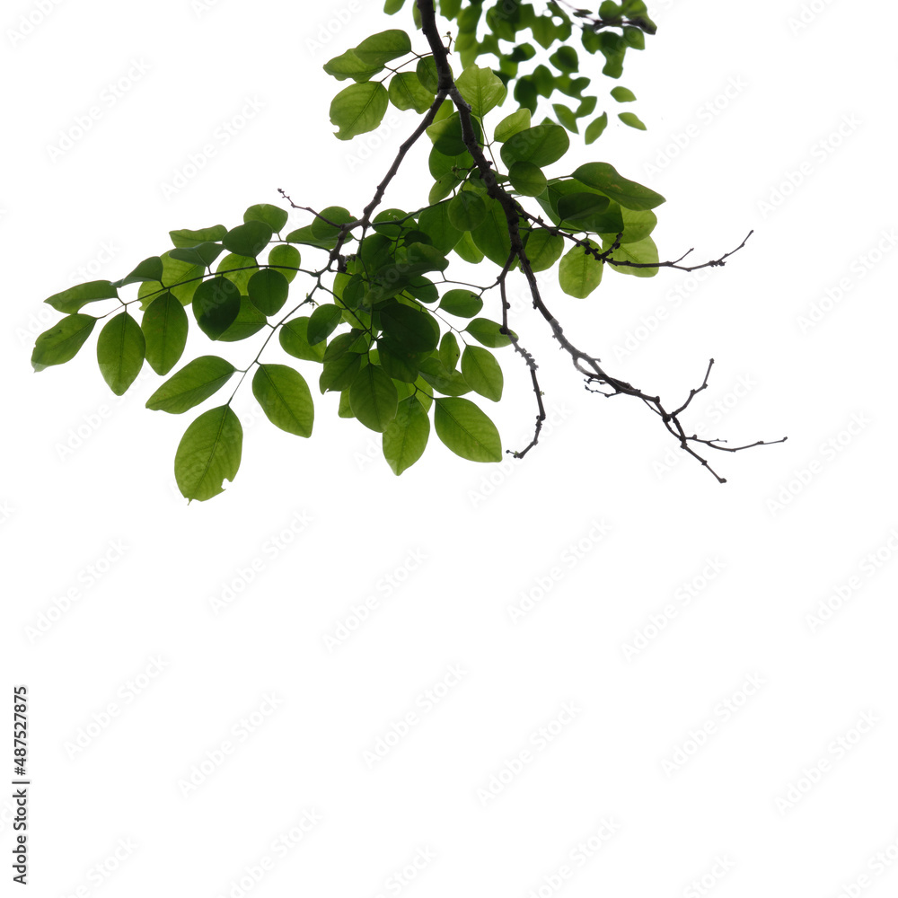 Green tree branch isolated on white background, nature frame background ...