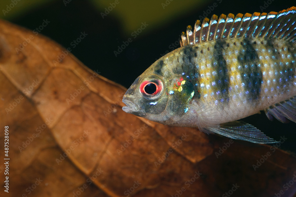 Anomalochromis Thomasi
