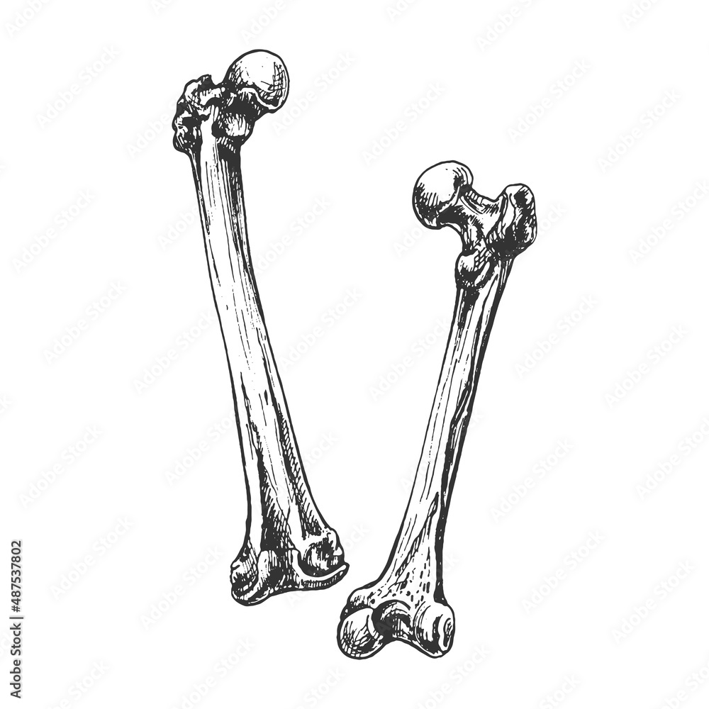 Vetor de 413_bone, human thigh (thigh), back view, front view_bone ...