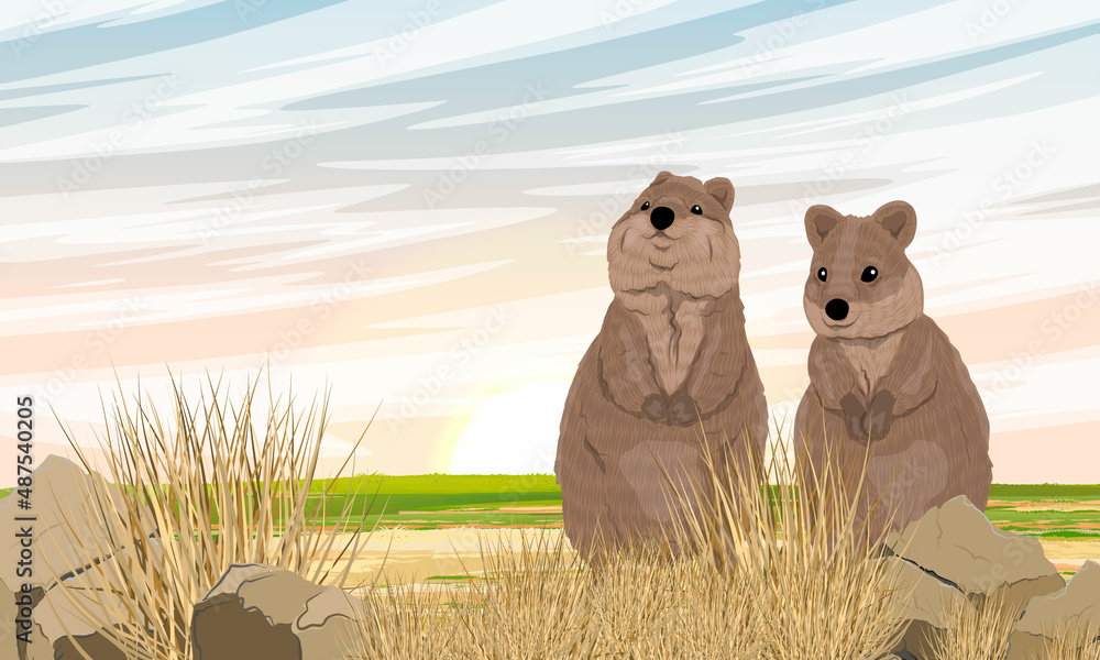 Vetor de Couple of quokkas in dry grass at dawn. Short-tailed scrub ...