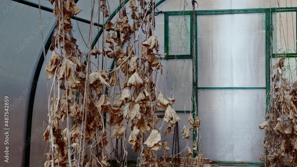 Dead dehydrated cucumber stems in greenhouse, dry withered plants in ...