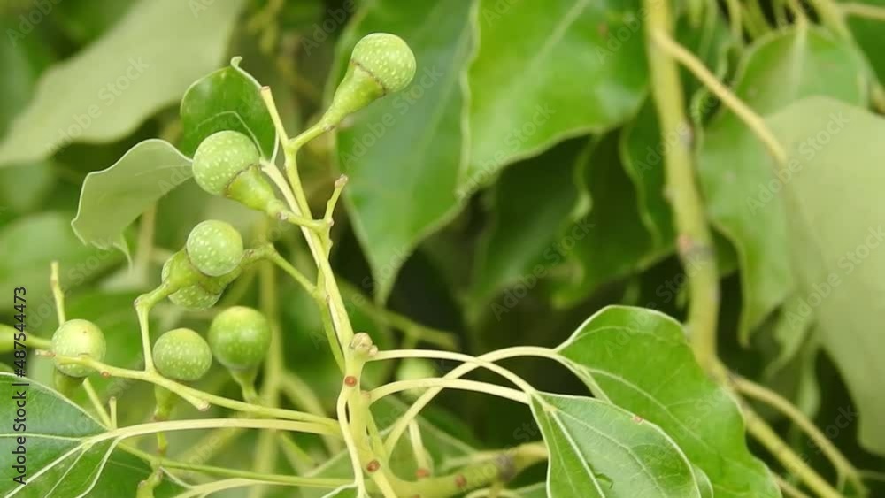 A close up shot of camphor laurel seeds and leaves. Cinnamomum camphora ...