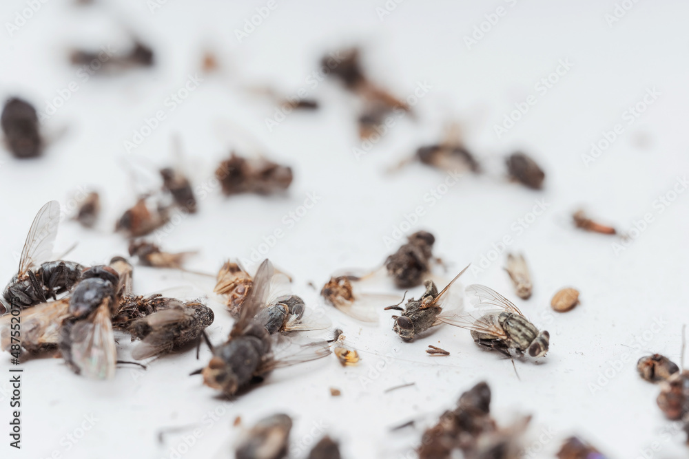 Dead dried insects flies and wild wasps on a white background. Insects ...