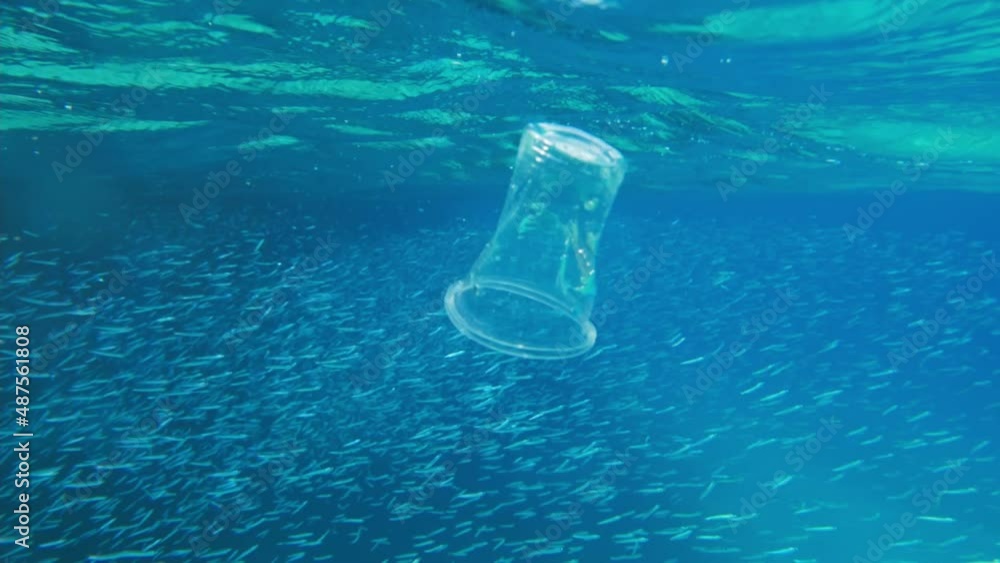 school of fish and disposable plastic cup in the Red Sea, umderwater ...