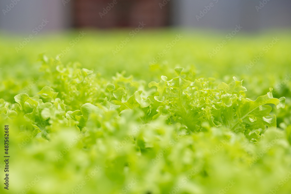 Ecosystem of hydroponic system vegetable lettuce farm, agriculture and ...
