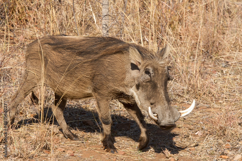 Warthog Stock Photo | Adobe Stock