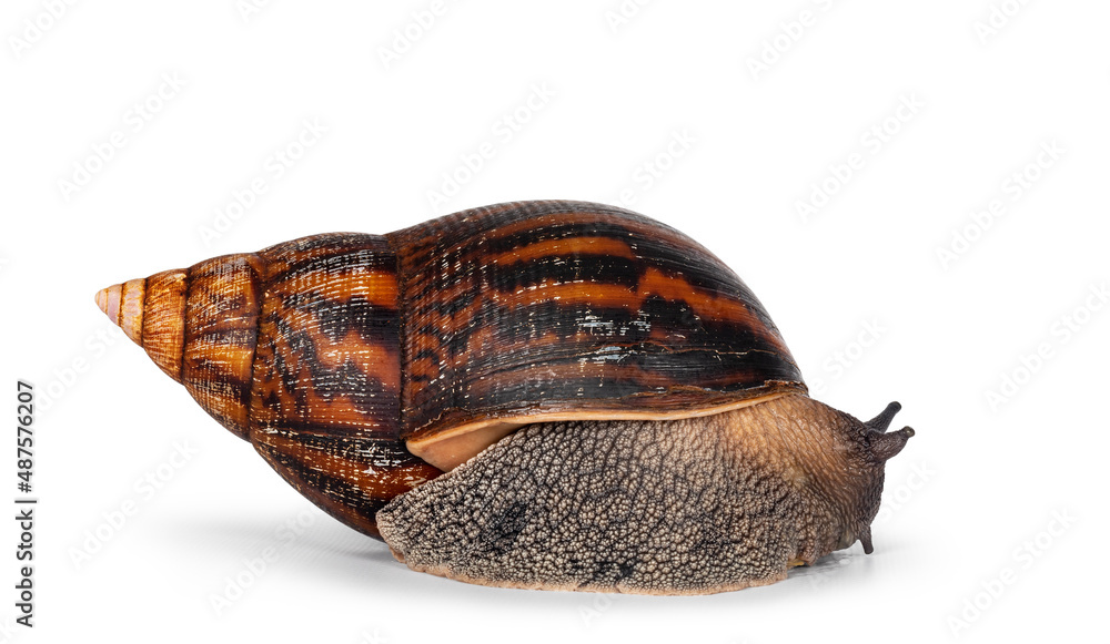 Adult size frican Giant Ghanese snail aka Giant African snail, Giant ...