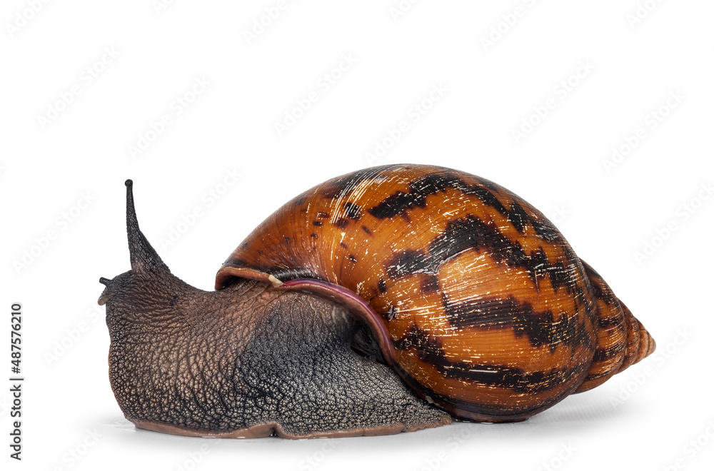 Adult size frican Giant Ghanese snail aka Giant African snail, Giant ...