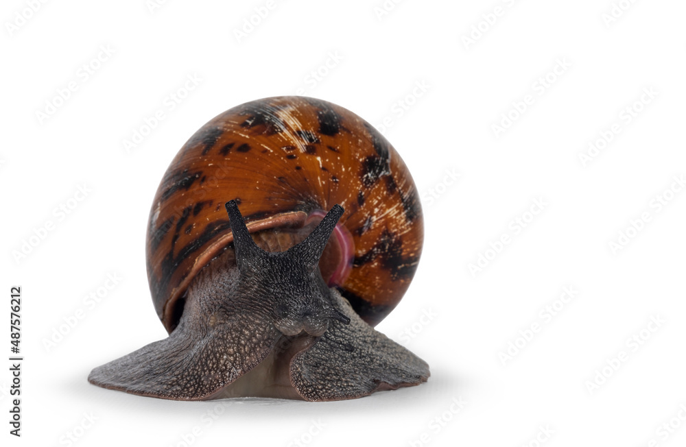 Adult size frican Giant Ghanese snail aka Giant African snail, Giant ...