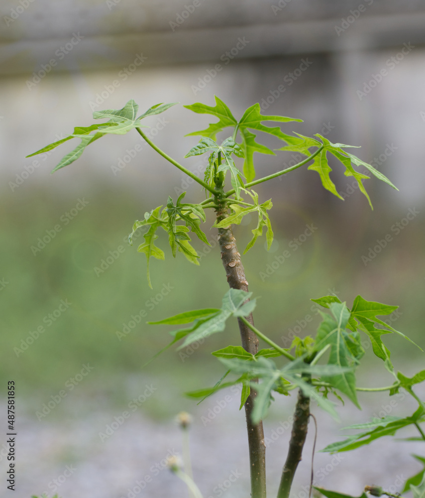 young top of tree of chaya or Cnidoscolus chayamansa in family ...