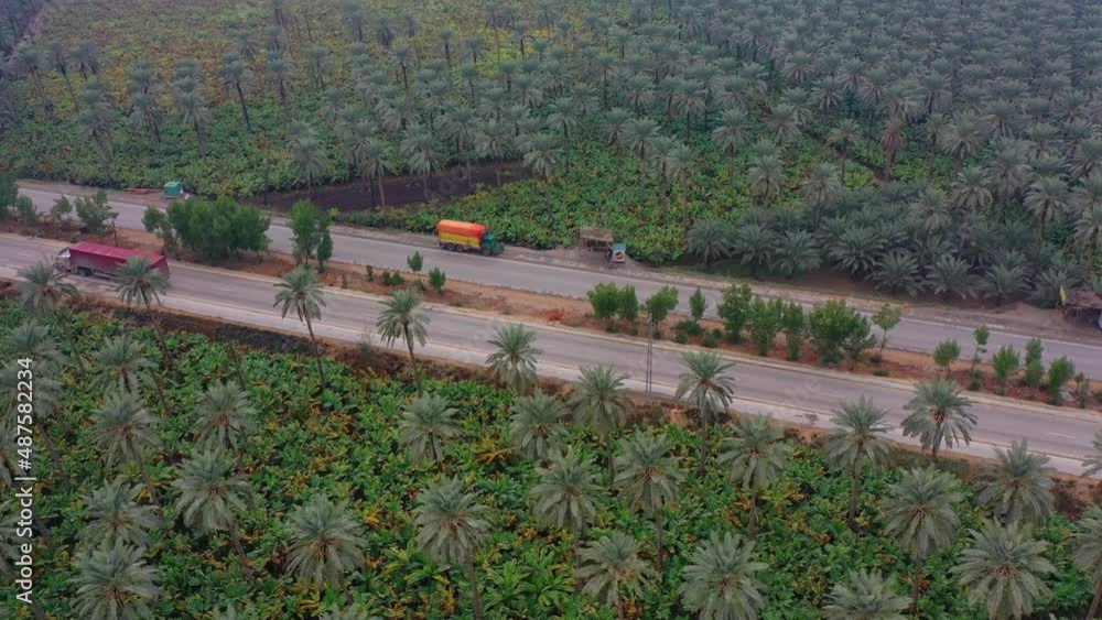 Palm trees along side of Indus Highway near Sukkur, Pakistan Curved ...