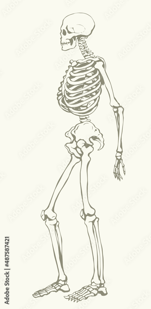 Human skeleton. Vector schematic drawing Stock Vector | Adobe Stock