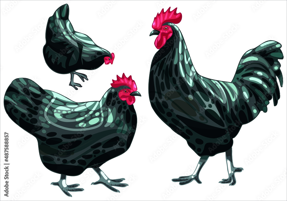 The set of hand-drawn chickens. The breed of australorp Stock Vector ...