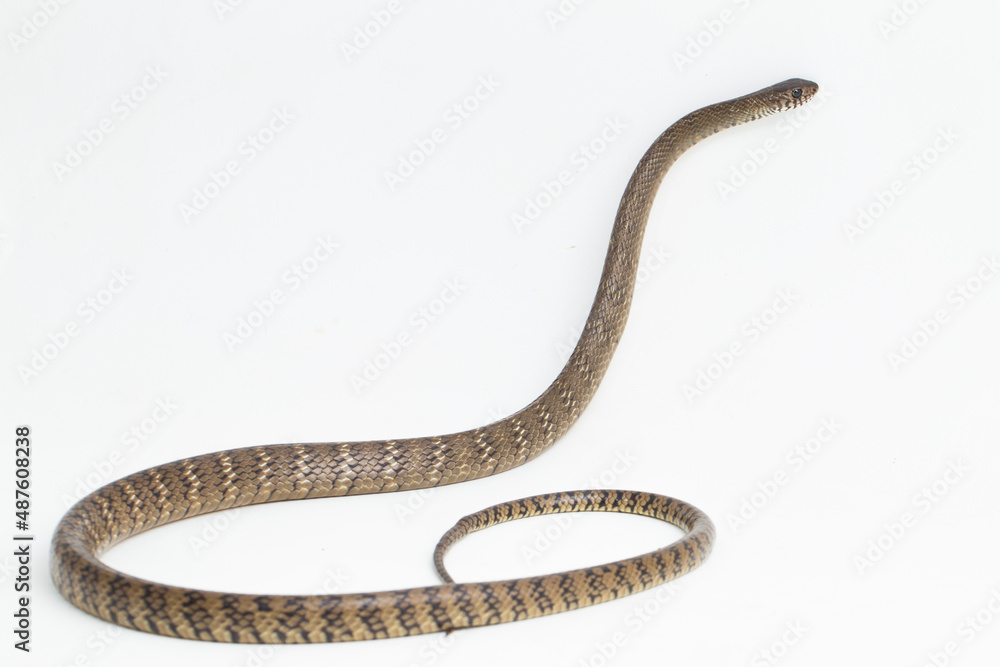 Ptyas mucosa, oriental ratsnake, Indian rat snake, on white background ...