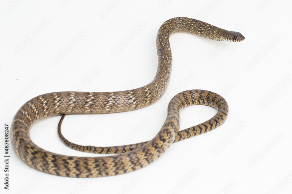 Ptyas mucosa, oriental ratsnake, Indian rat snake, on white background ...