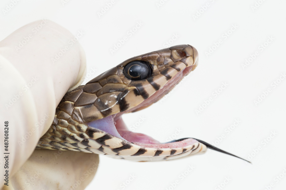 Ptyas mucosa, oriental ratsnake, Indian rat snake, on white background ...