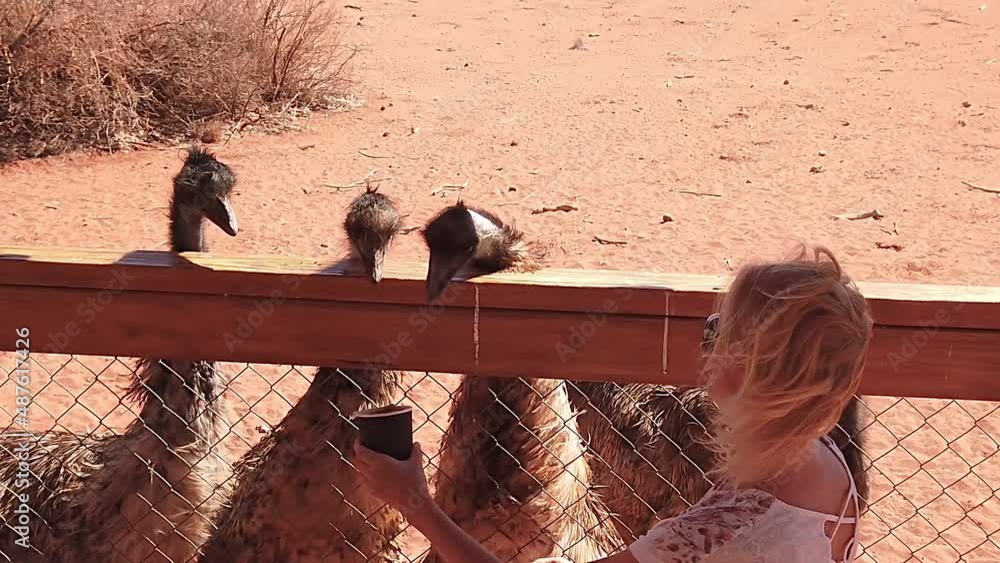 SLOW MOTION: Woman feeding Emus, Dromaius novaehollandiae. Emu is ...