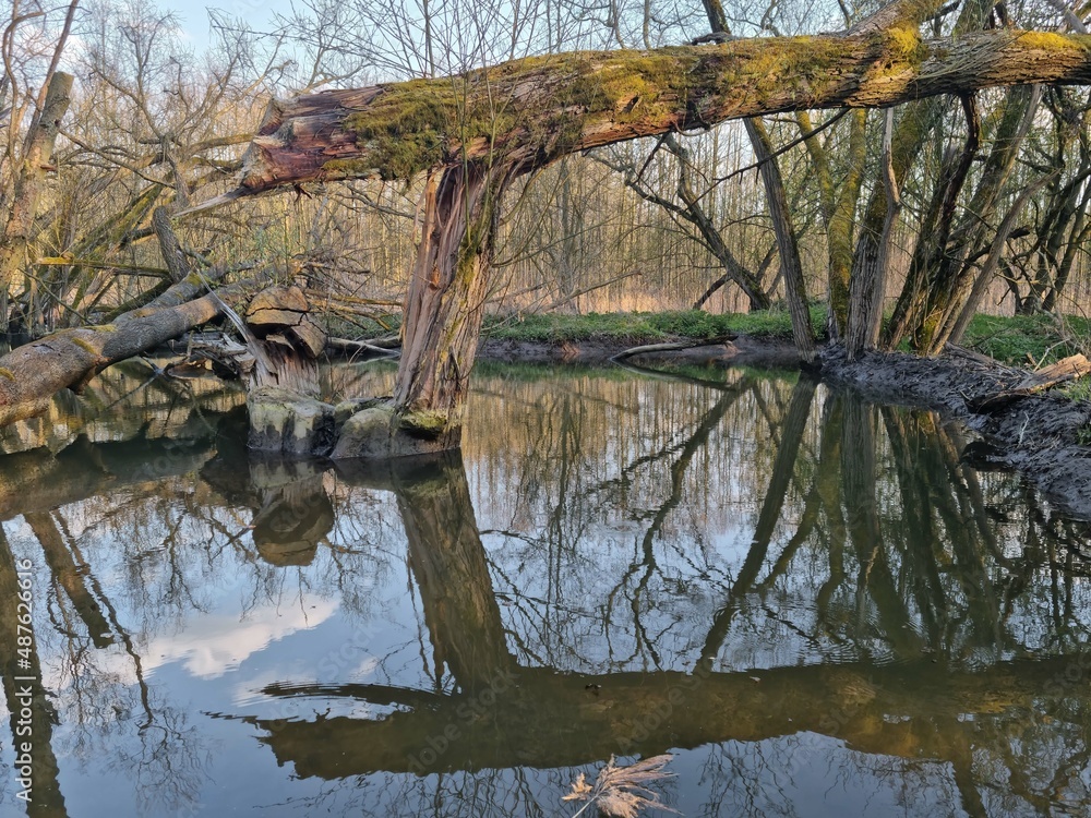 Silence over the pool, trees flooded with water, the pool is created by ...
