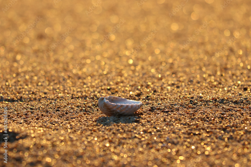 Concha de mar en la arena de la playa rodeada de brillos matinales ...