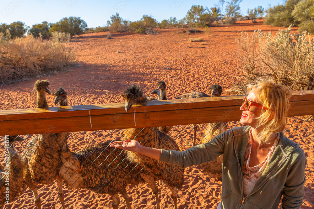 Woman feeding Emus, Dromaius novaehollandiae. Emu is endemic to ...