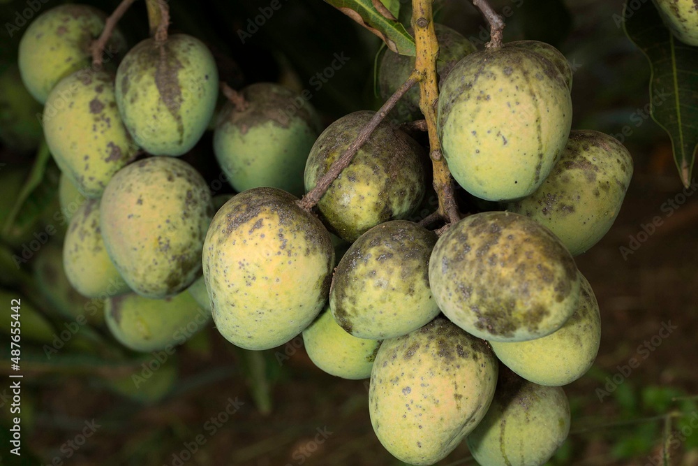 Fruta Verde Com Caroço - RETOEDU