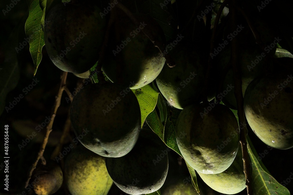 Manga verde. A manga é uma fruta de caroço comestível produzida pela ...