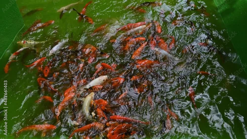 Many freshwater fish carp, black and orange, are found in water. Carps ...