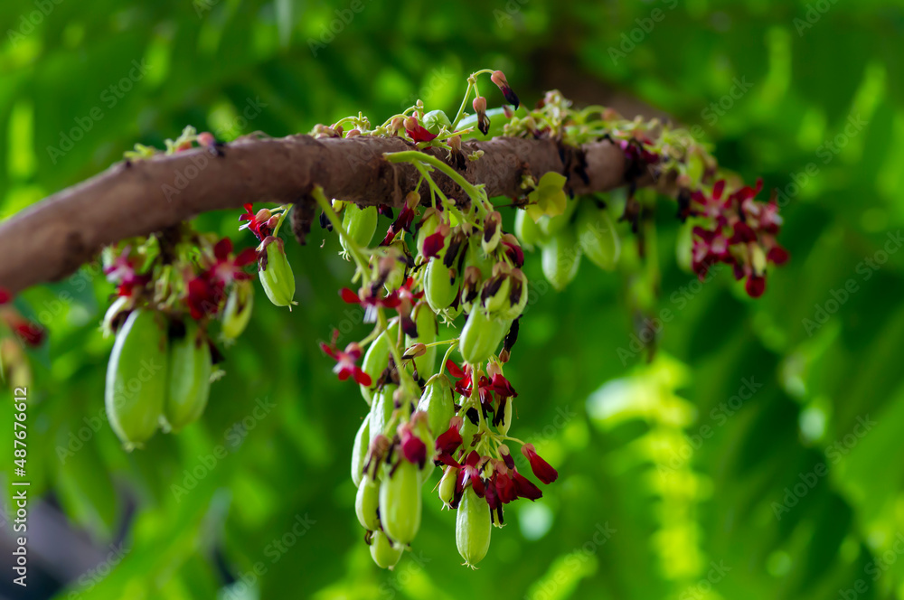Young fruits and flowers of Averrhoa bilimbi, commonly known as bilimbi ...