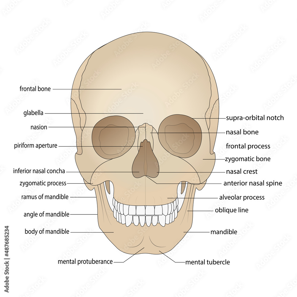 Skull bones, head bones, skull. Borders of the facial skeleton ...