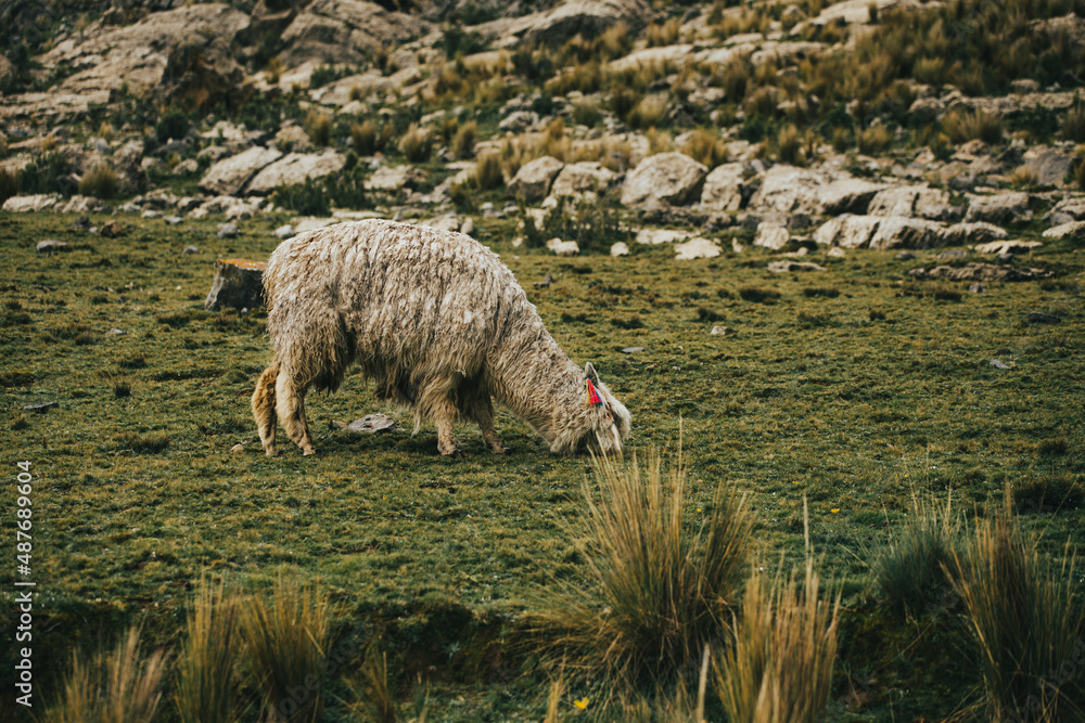 Alpaca comiendo en una montaña en Sudamérica Stock Photo | Adobe Stock