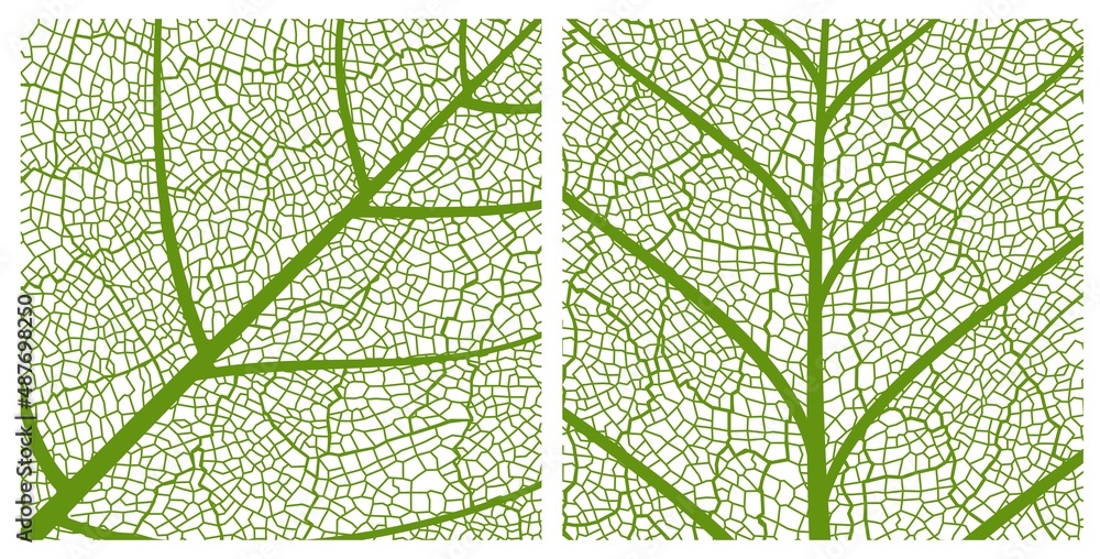 Green leaf texture pattern background with closeup leaf pattern with ...