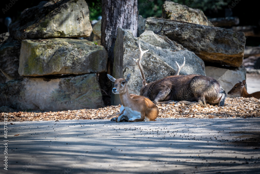 Der Tiergarten Schönbrunn im Park des Schlosses Schönbrunn im 13 ...