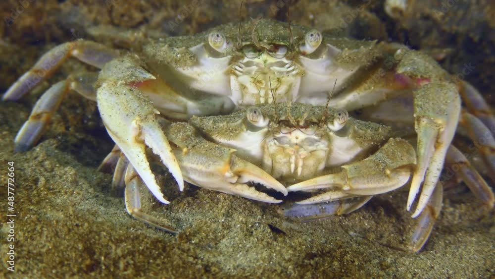 Reproduction Flying swimming crab (Liocarcinus holsatus): before mating ...