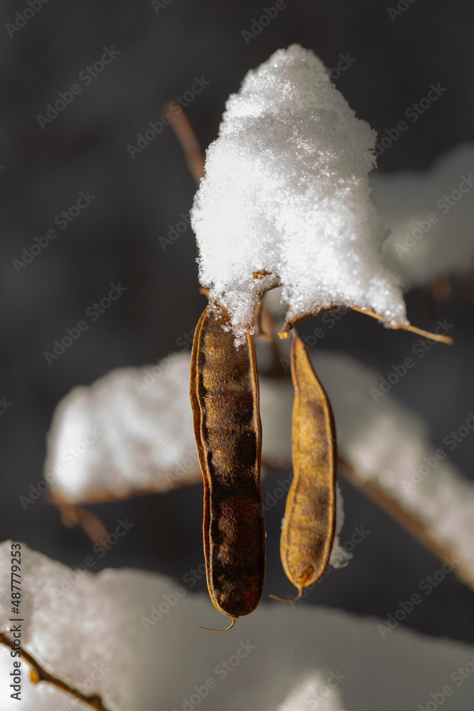 Robinia pseudoacacia, commonly known in its native territory as black ...