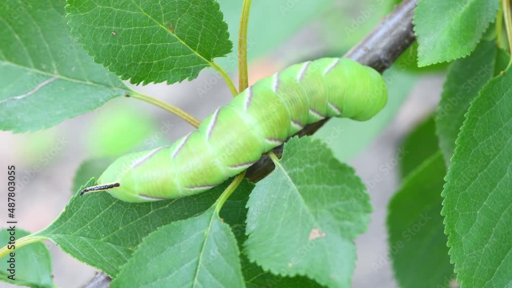 Green caterpillar Privet hawk moth (Sphinx ligustri) or Large brown ...