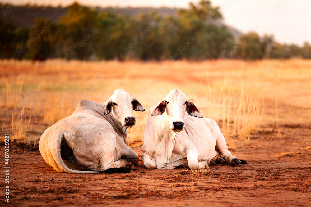 The bulls in the yards on a remote cattle station in Northern Territory ...