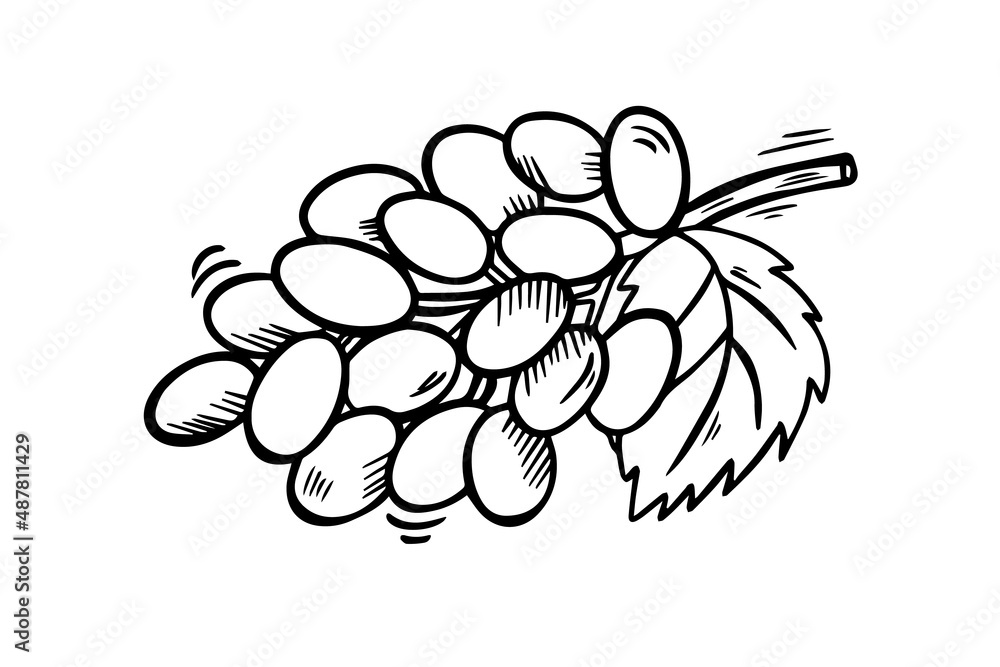 A bunch of grapes are hand-drawn with a black outline. Vector graphics ...