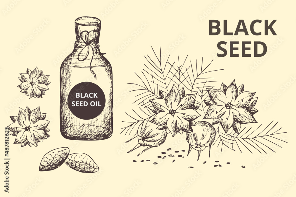 Hand drawn vintage sketch. Image of black cumin seed oil. Outline of ...