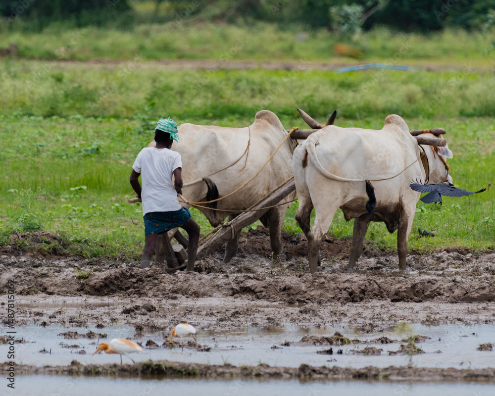 An Indian farmer ploughing his fields in the traditional way using ox ...
