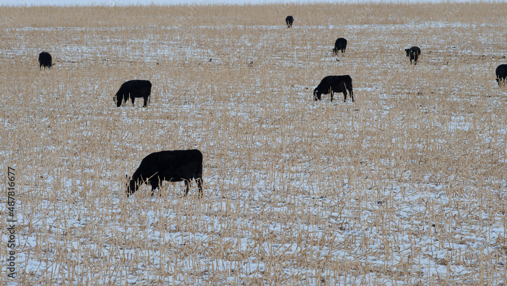 black angus cows grazing in corn field in winter on cattle beef ranch ...