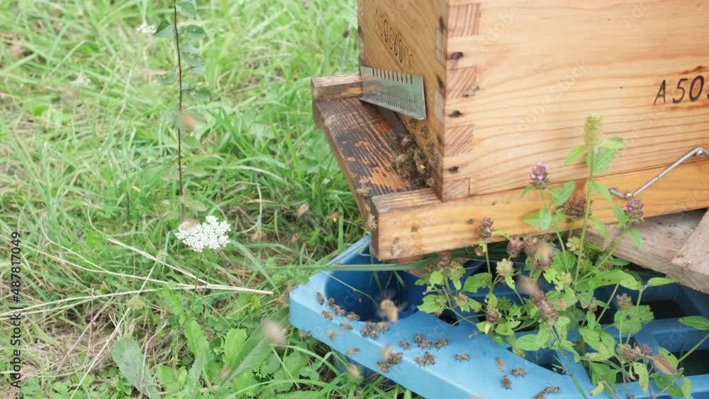 4k slow motion of swarm of honey bees flying around beehive in spring ...