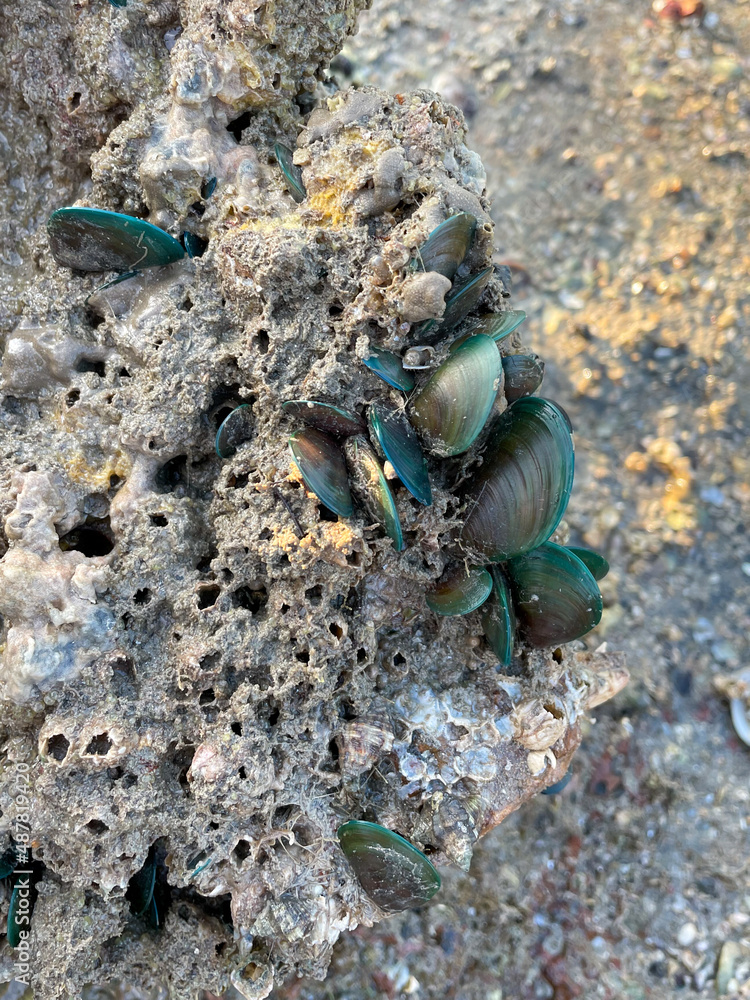 Asian green mussel stick to the rock its nutura, habitats and seing ...