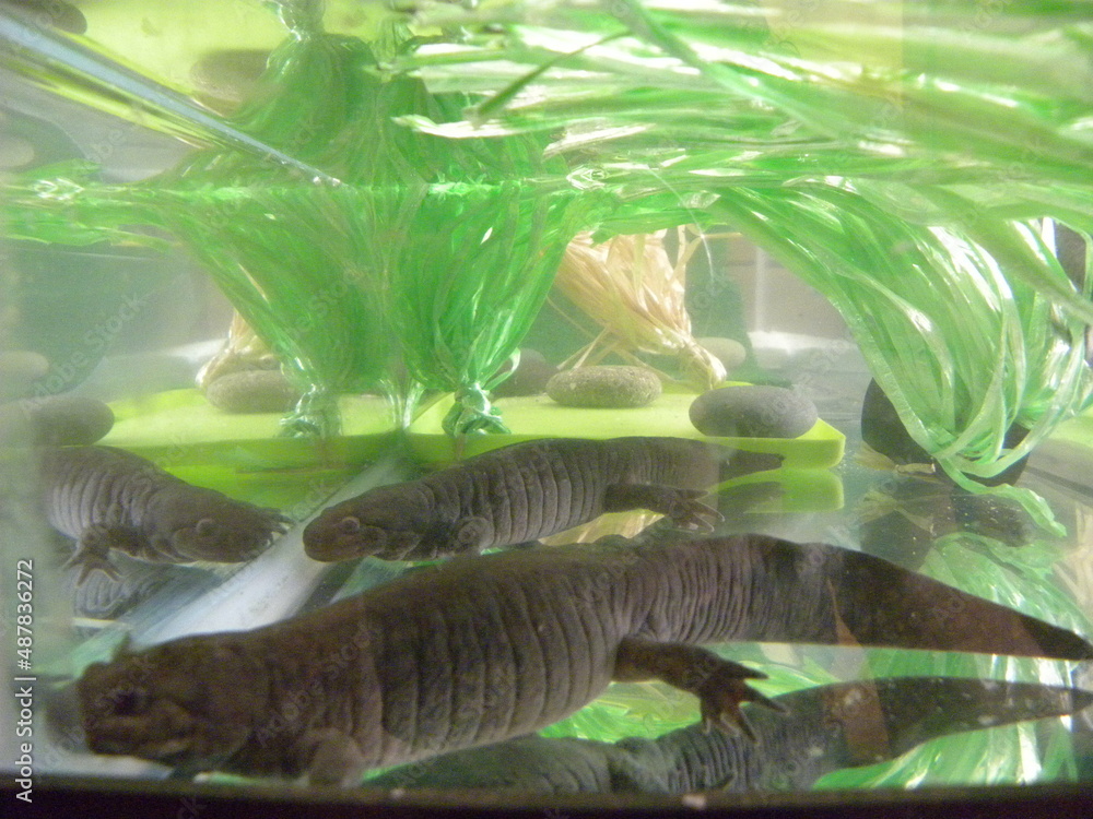 Zdjęcie Stock: amphibians, frogs, axolotls in different stages photos ...