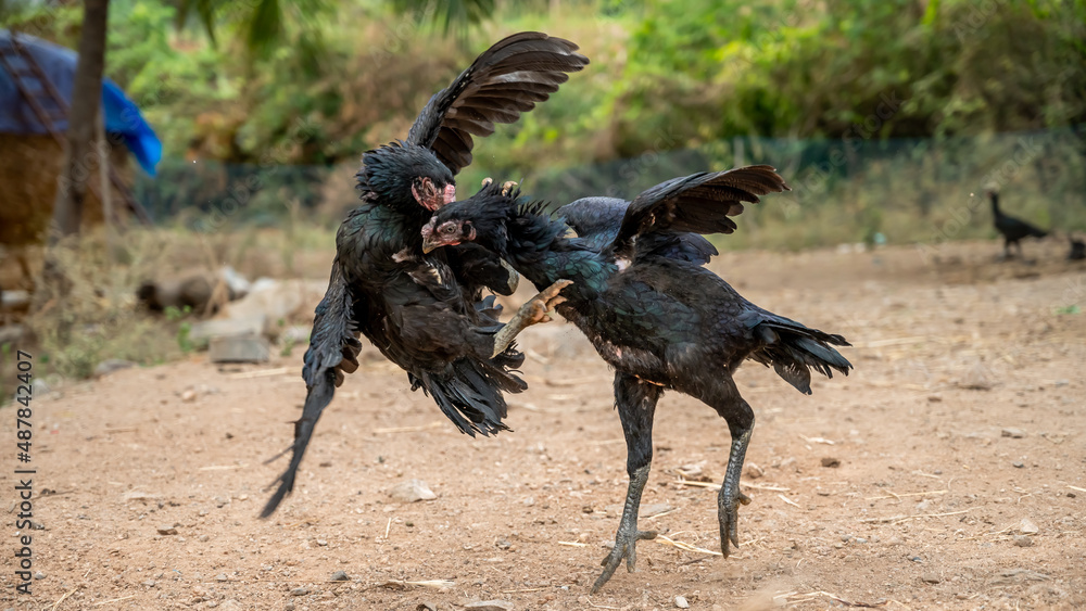 Indian Hen fighting. Indian breed (nattu koli) Stock Photo | Adobe Stock