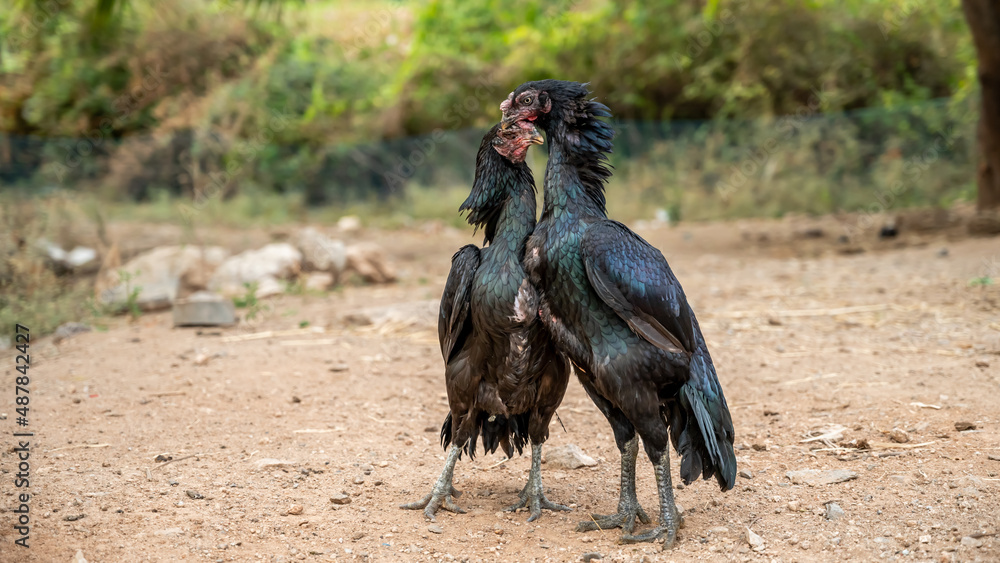 Indian Hen fighting. Indian breed (nattu koli) Stock Photo | Adobe Stock