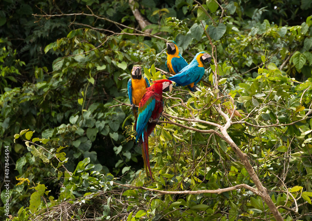 blue-and-yellow and green-winged macaw sitting in peruvian amazon ...