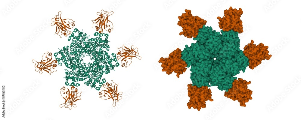 Structure of the oncoprotein SV40 large T antigen hexamer (green) and p53 tumor suppressor ...