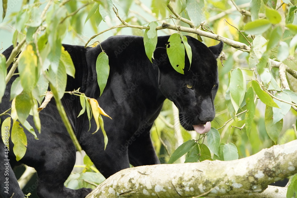 Foto de A black panther is the melanistic colour variant of the leopard ...
