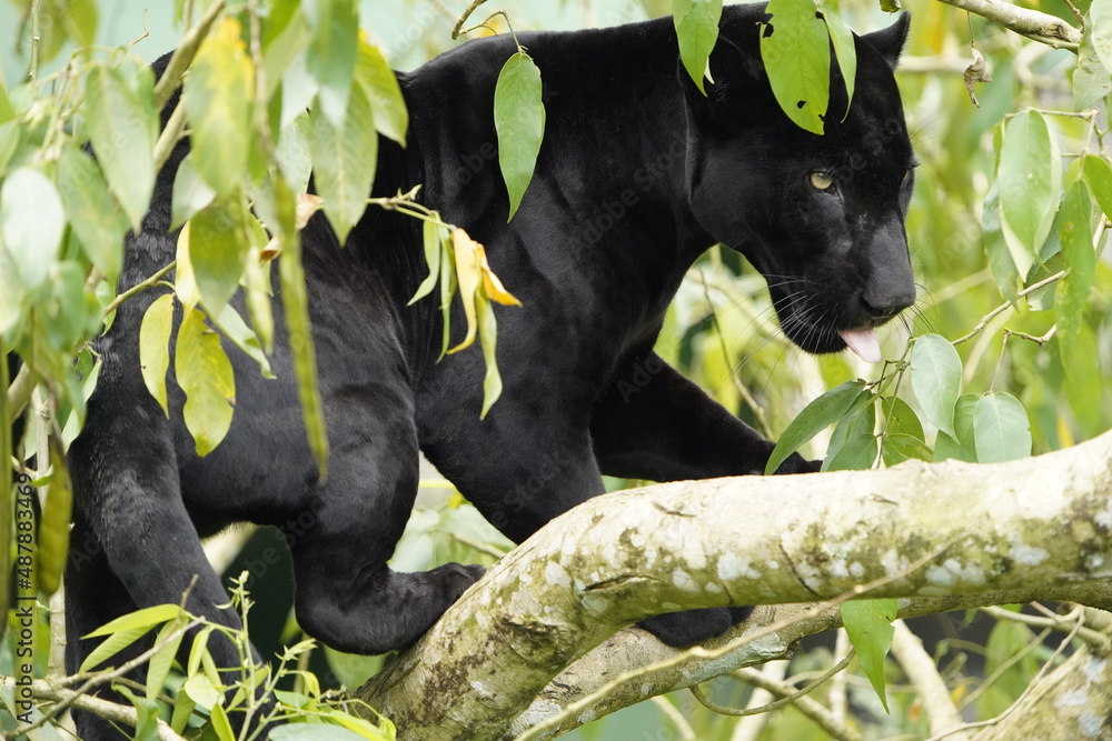 A black panther is the melanistic colour variant of the leopard ...